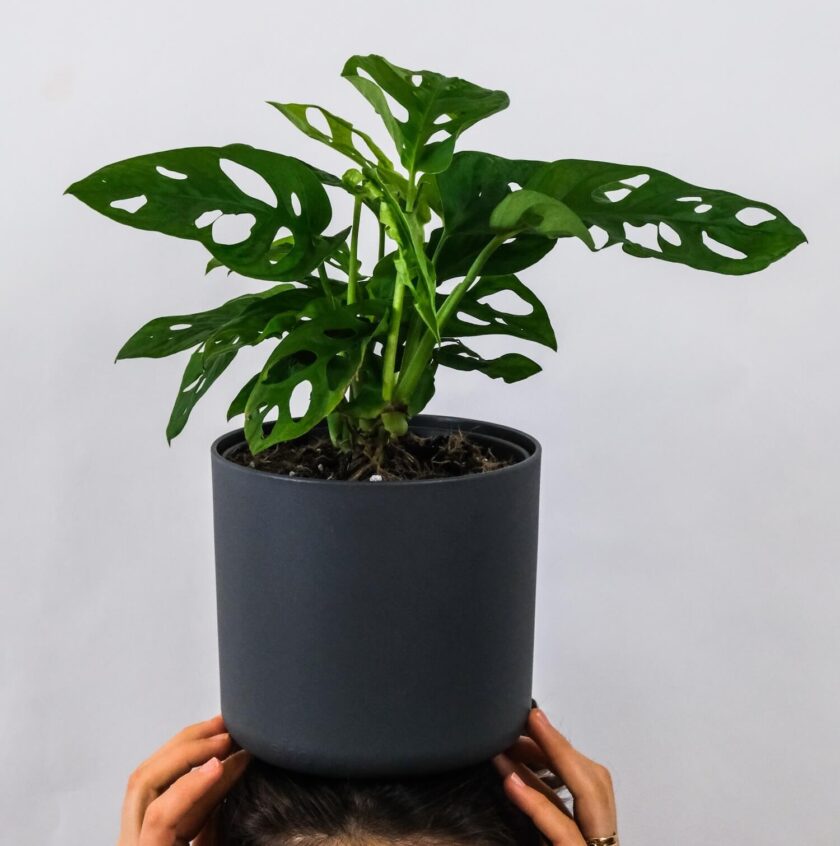 Monstera Monkey Mask - uprawa i pielęgnacja - co warto wiedzieć?